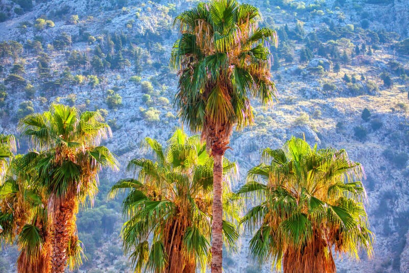 Tropical climate stock photo. Image of palms, trees - 155216978