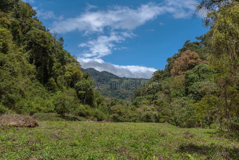 Tropical Cloud Forest in Baru Volcano National Park, Panama Stock Image ...