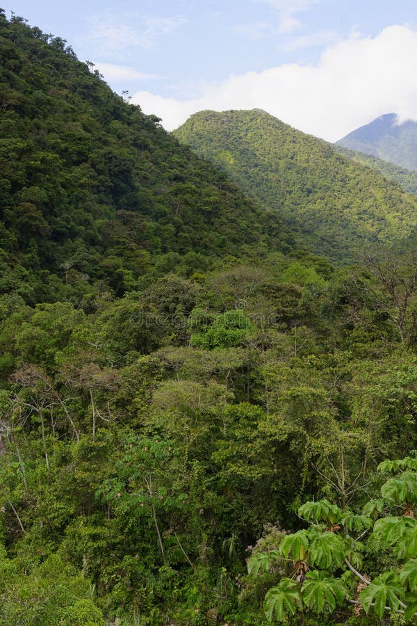 Tropical Cloud Forest, Peru Stock Photo - Image of amazon, vegetation ...