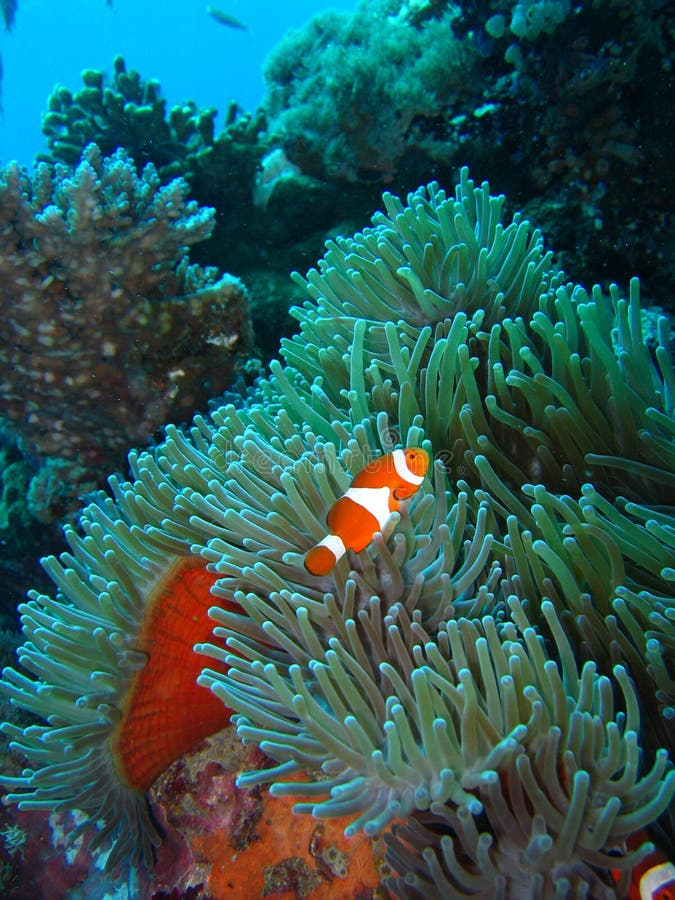 Tropical clown fish coral stock photo. Image of threatened - 2677644
