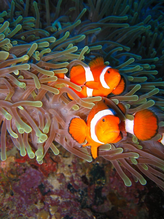Tropical clown fish family stock image. Image of animal - 2920917