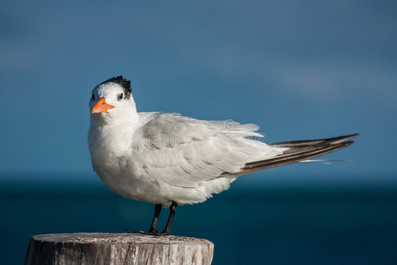 Tropical coastal birds stock image. Image of caribbean - 38534827