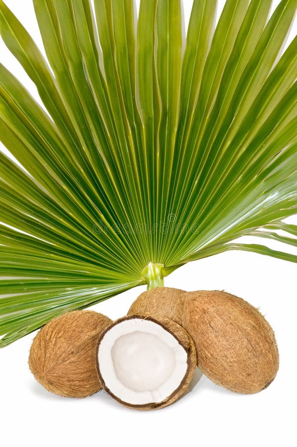 Tropical coconut stock image. Image of food, exotic, tropical - 13434775