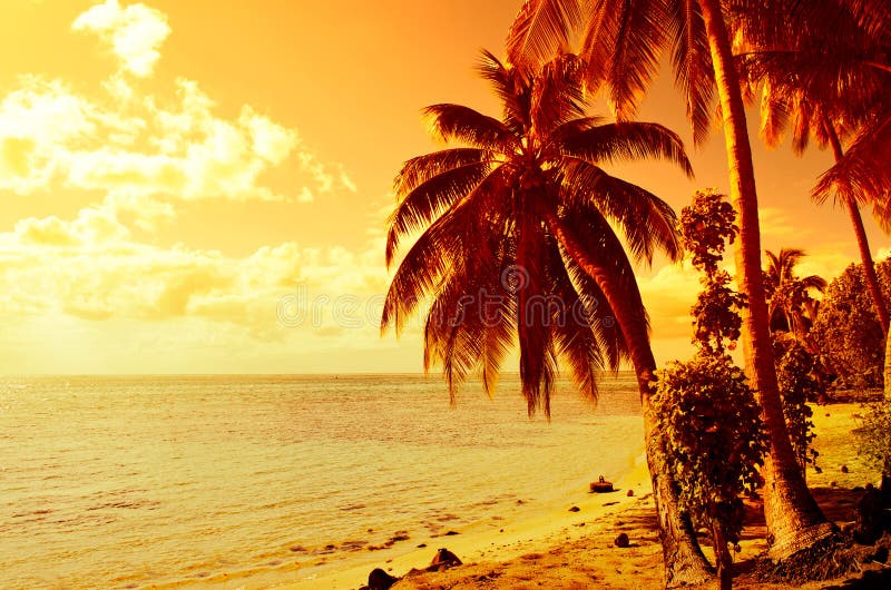 Tropical Coconut Palm Tree Sunset Stock Photo - Image of bora, moorea ...