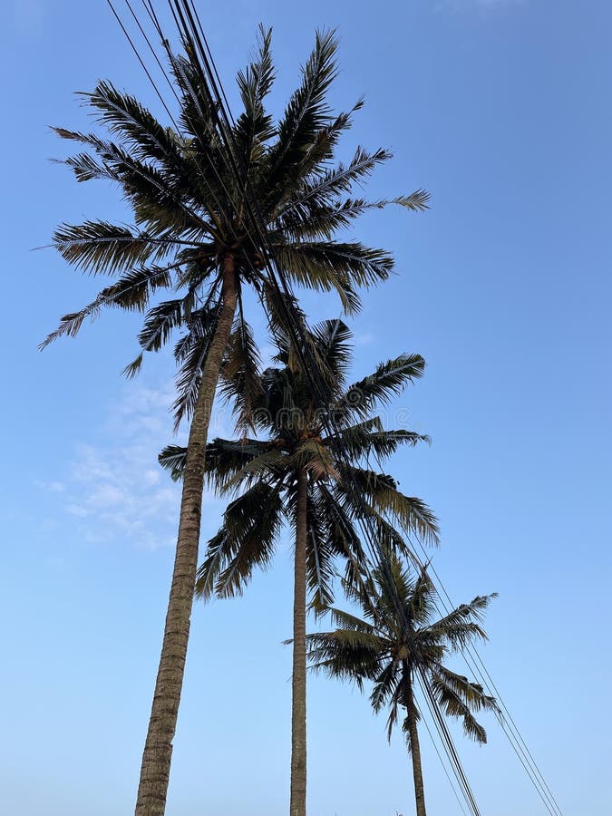 Tropical Coconut tree stock image. Image of beautiful - 262886827