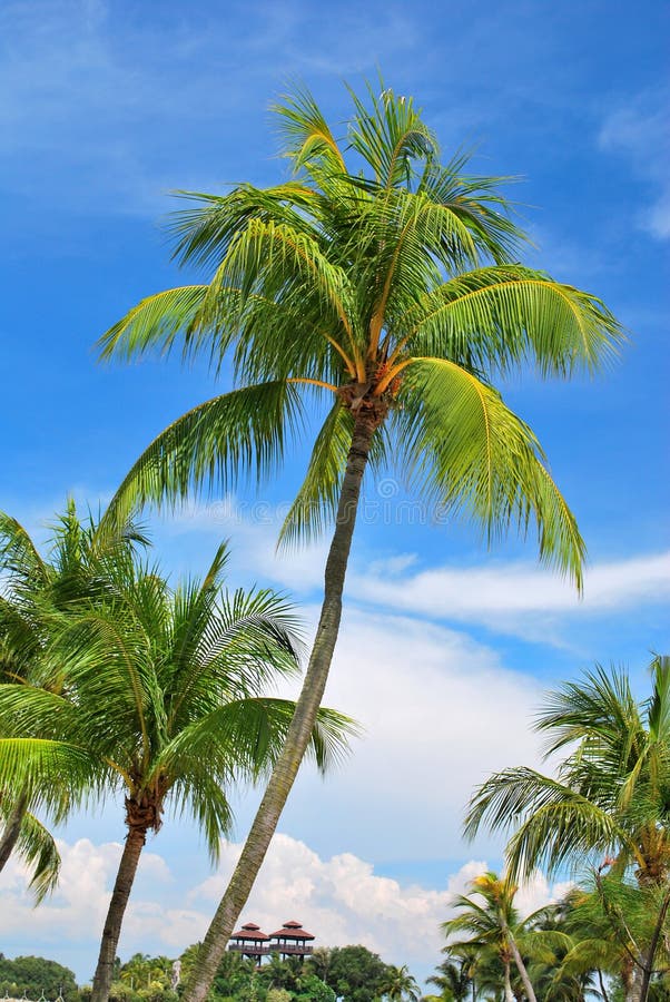 Tropical coconut trees stock photo. Image of asian, plant - 9282396
