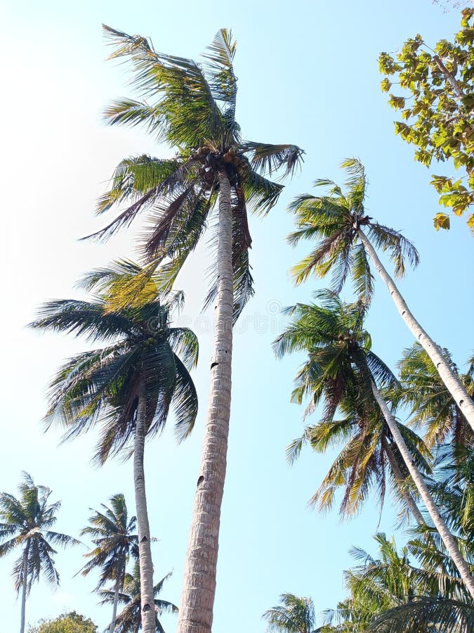 Tropical Coconut Trees Blowing in Strong Wind Stock Image - Image of ...