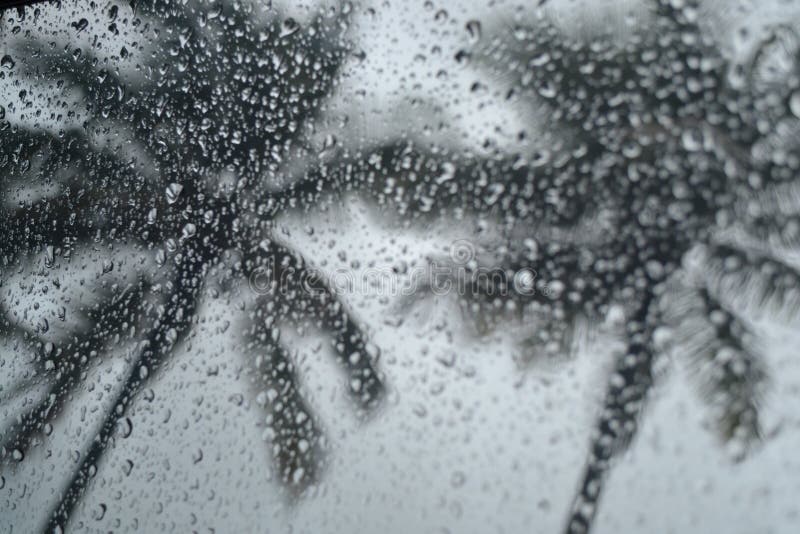 Tropical Coconut Trees Rain Stock Image - Image of water, coconut ...