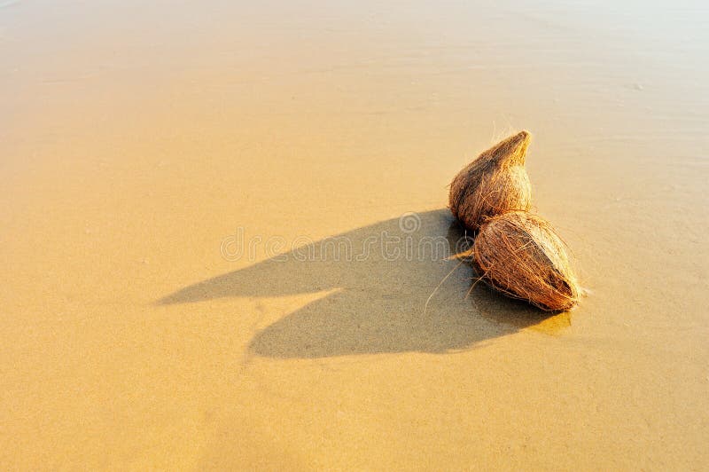 Tropical coconuts stock image. Image of diet, sunlight - 34742367 Tropical coconuts stock image. Image of diet, sunlight - 34742367