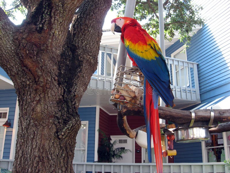 Tropical Colored Parrot Standing Next To Tree in Front of House Stock ...