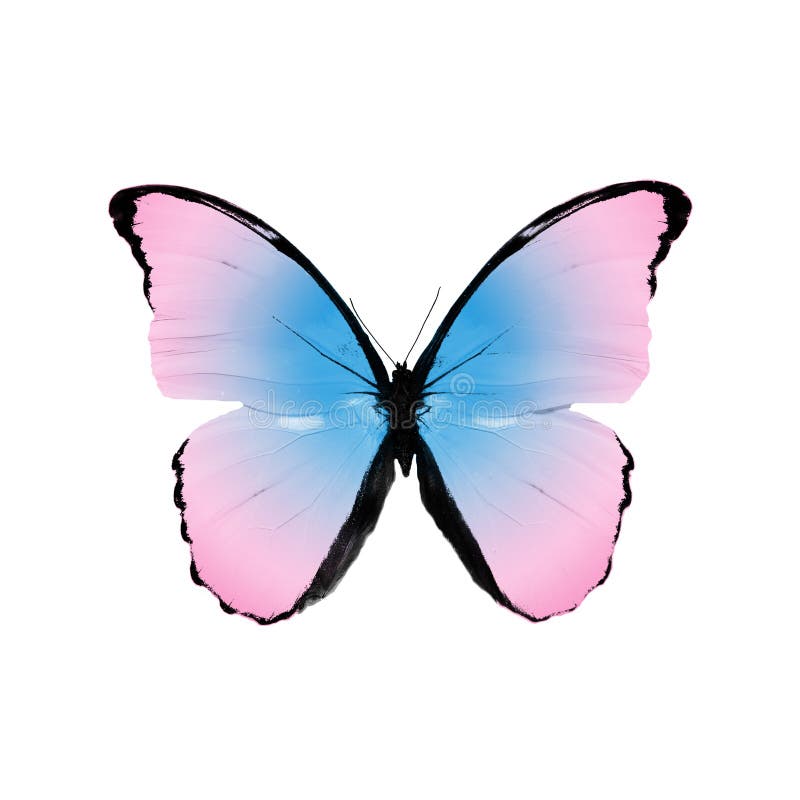 Tropical Colorful Butterfly Isolated on White Background Stock Photo ...