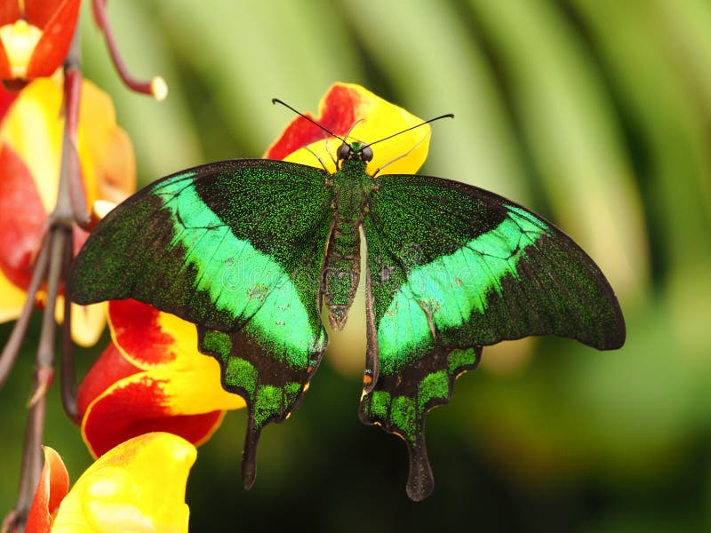 Tropical Colorful Butterfly Stock Photo - Image of colorful, beauty ...