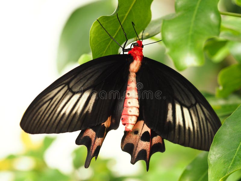 Beautiful Mammoth Butterfly Stock Photo - Image of medicinal, delicate ...
