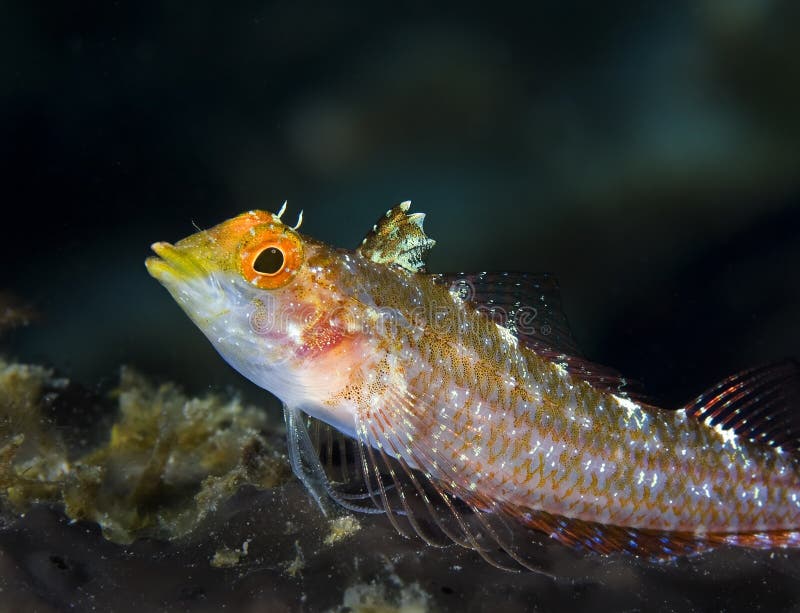Tropical Colorful Fish Show on Maldives Stock Photo - Image of show ...