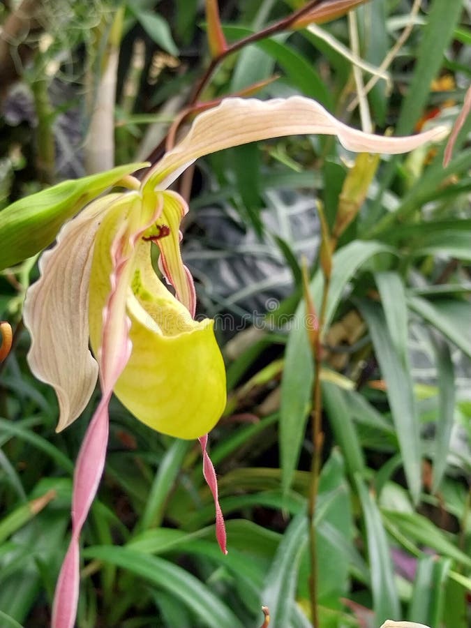 Tropical Colorful Jungle Orchids Blooms Stock Image - Image of green ...