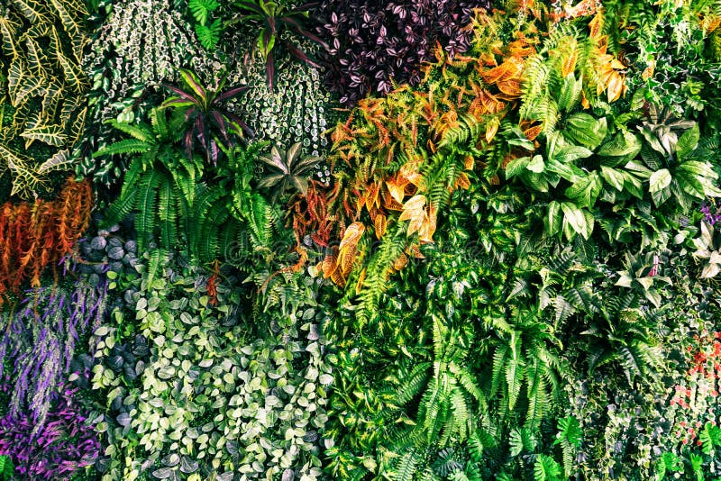 Tropical Colorful Nature Backdrop Background Stock Image - Image of ...