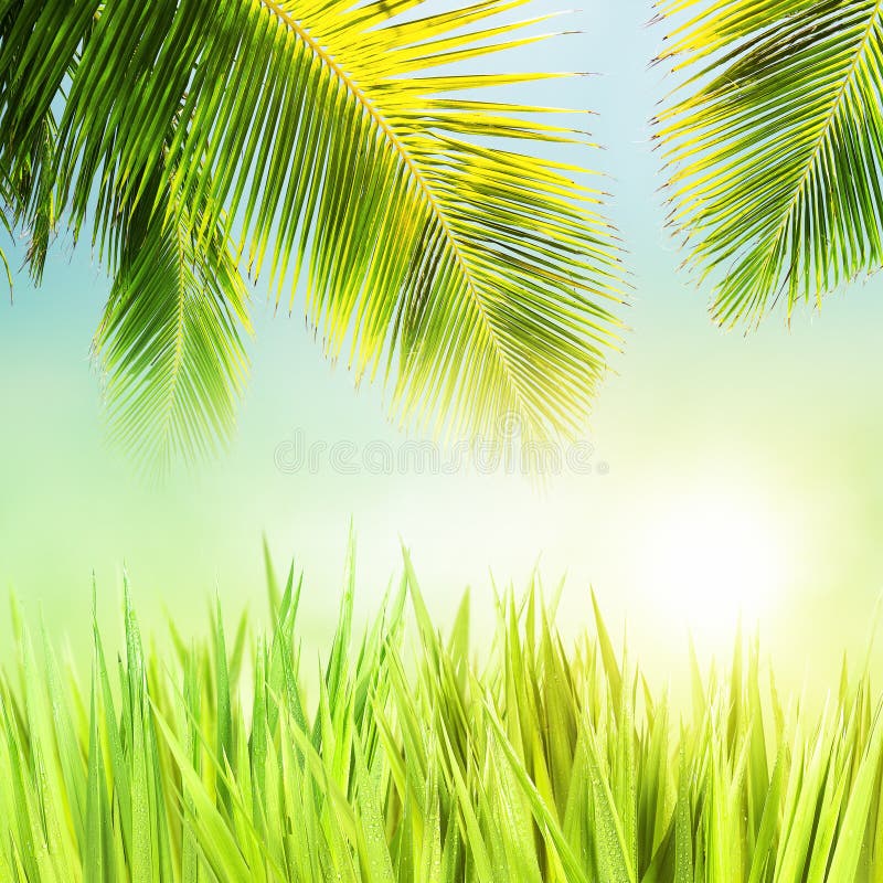 Tropical concept stock photo. Image of exotic, lawn, colorful - 31014924