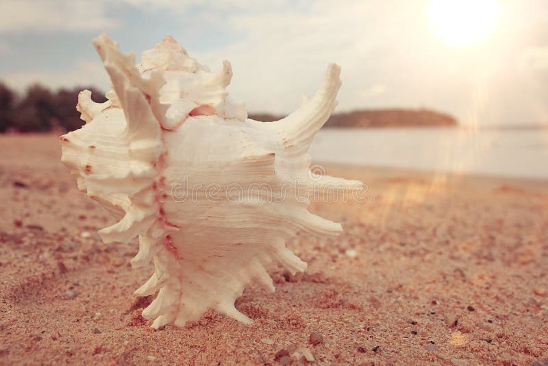 Tropical Conch Shell on Gray Background for Banner Design Stock Image ...