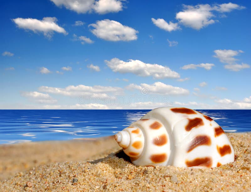 Tropical Conch Shell on Gray Background for Banner Design Stock Image ...