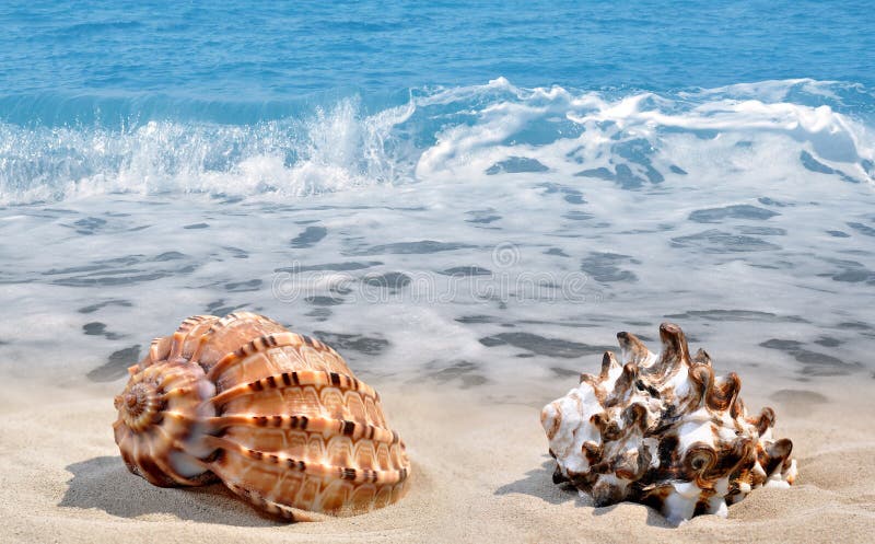 Tropical Conch Shell on Gray Background for Banner Design Stock Image ...