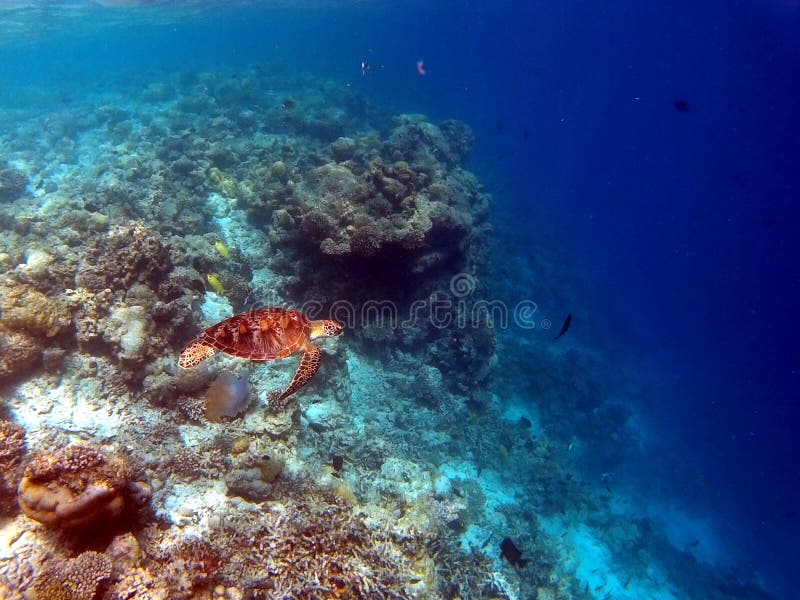 Tropical Coral Reef Aquatic Tortoise Stock Image - Image of shell, legs ...