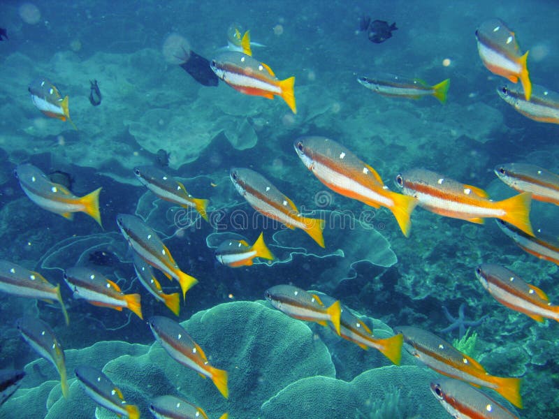 Tropical coral reef fish stock photo. Image of psychedelic - 2750240