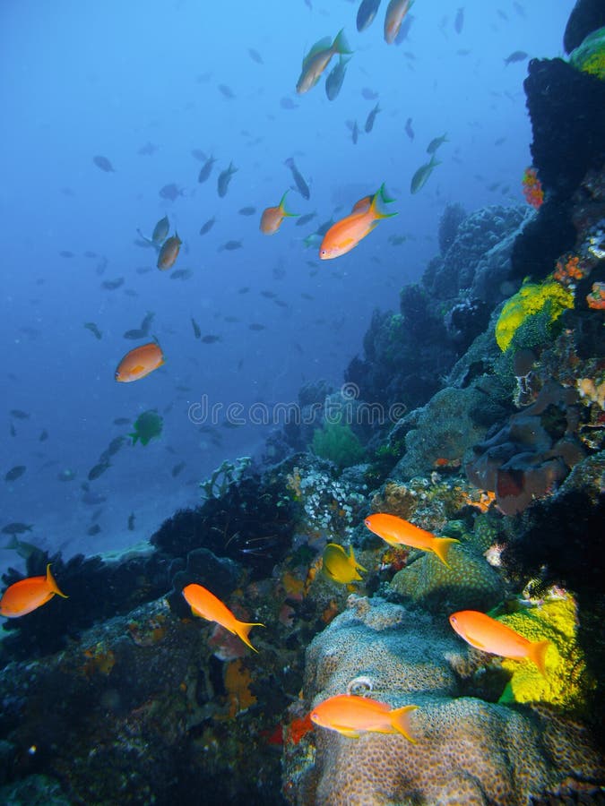 Tropical coral reef fish stock photo. Image of angelfish - 4495680