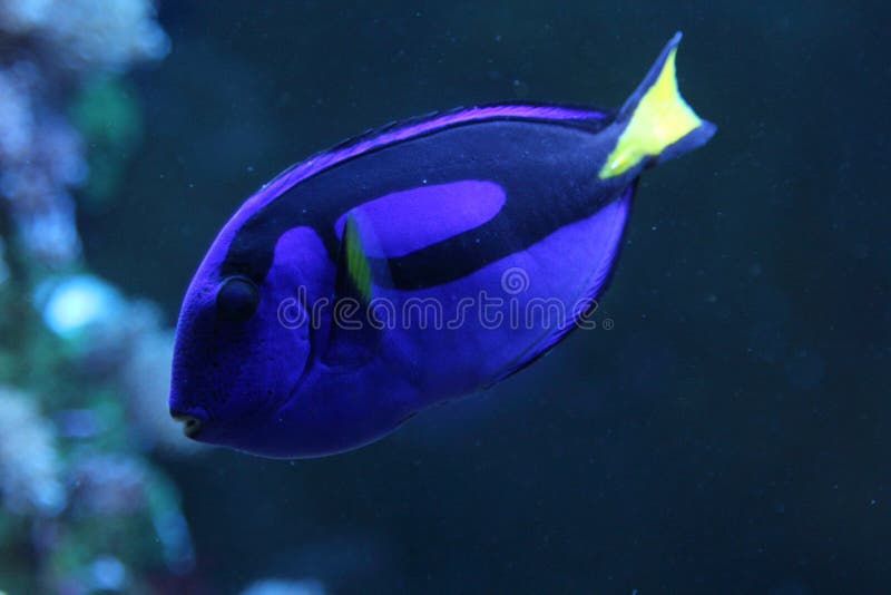 Tropical coral reef fish stock photo. Image of fishes - 81771026