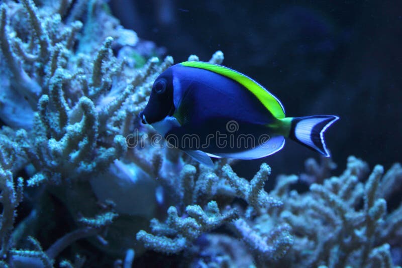 Tropical coral reef fish stock photo. Image of colored - 81772894
