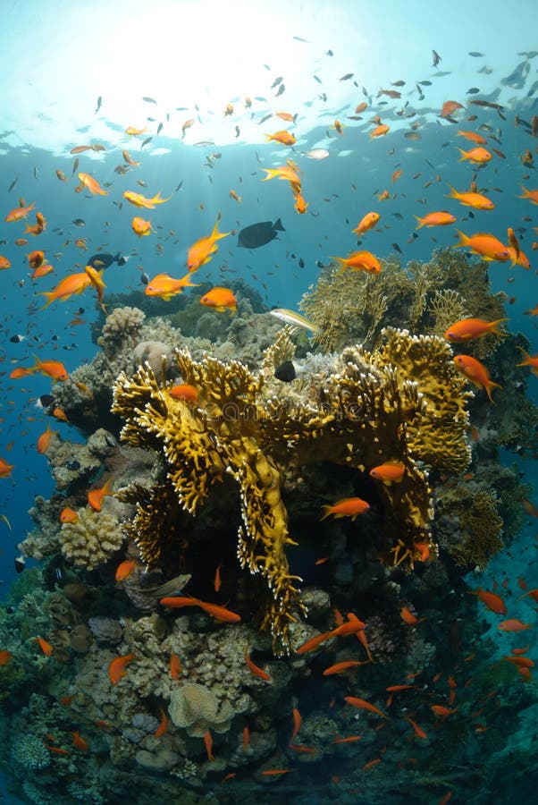Tropical Coral Reef Scene Picture. Image: 16601988