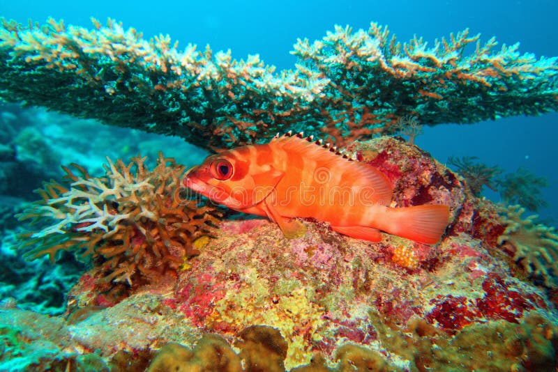 Tropical Coral Reef Scene with Red Blacktip Grouper Resting Under the ...