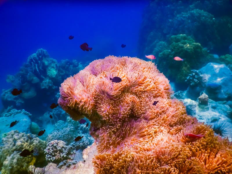Tropical Coral Reef in Thailand Stock Image - Image of asia, ocean ...