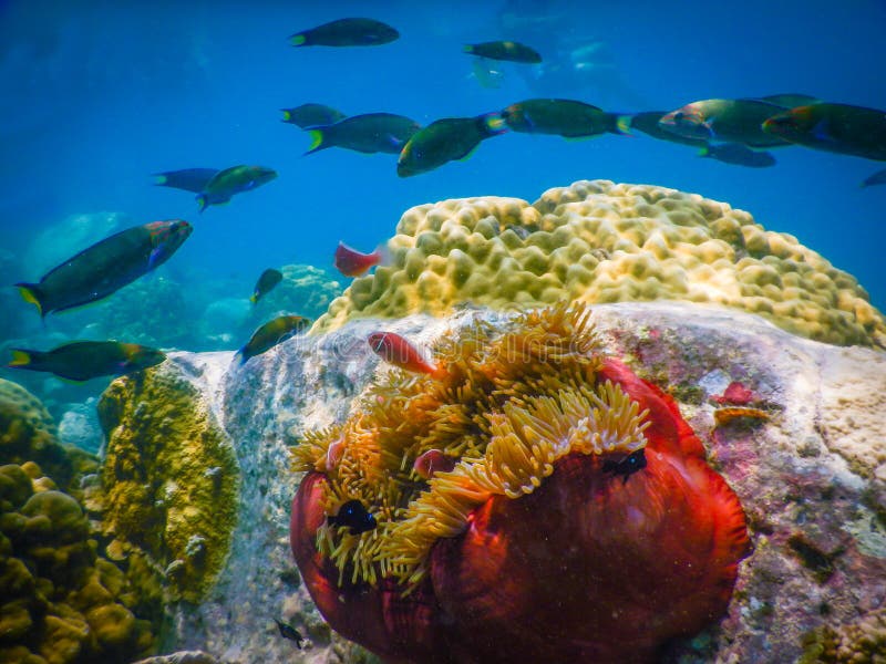 Tropical Coral Reef In Thailand Stock Image - Image of aquarium, ocean ...