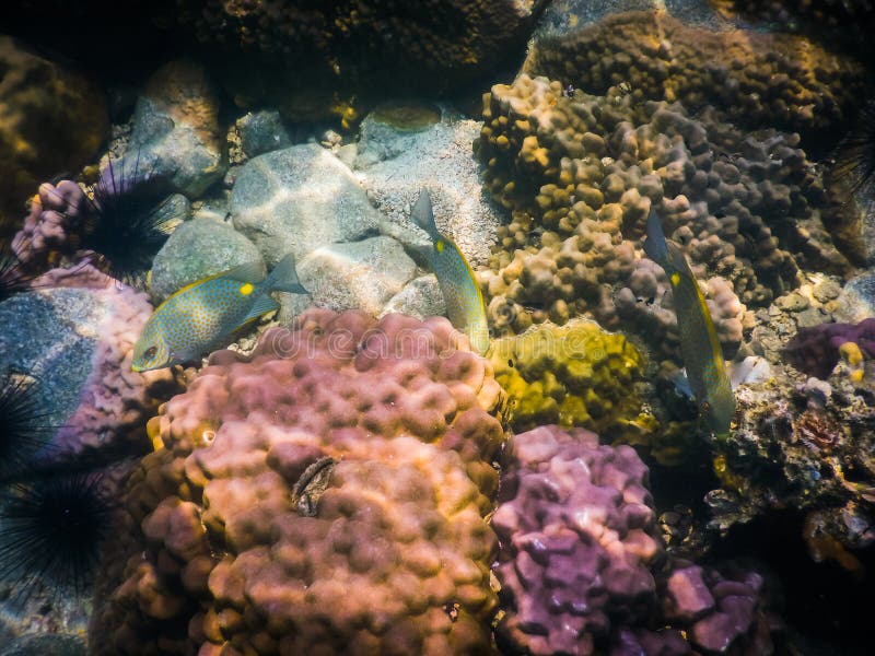 Tropical Coral Reef in Thailand Stock Image - Image of underwater, asia ...