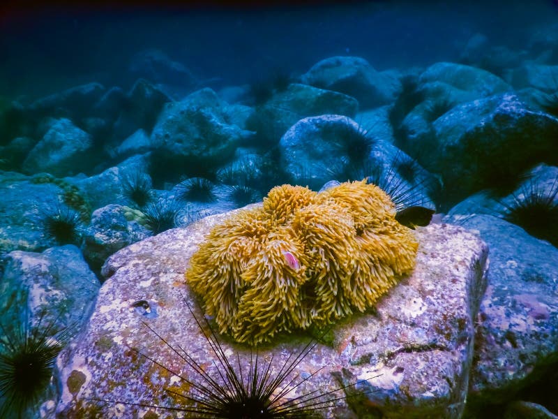 Tropical Coral Reef in Thailand Stock Photo - Image of reef, exotic ...