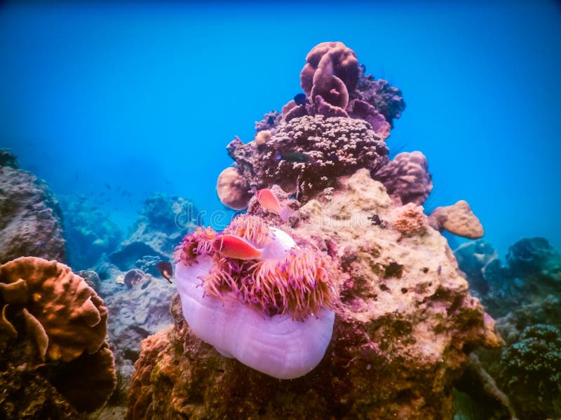 Tropical Coral Reef in Thailand Stock Image - Image of scuba, thailand ...