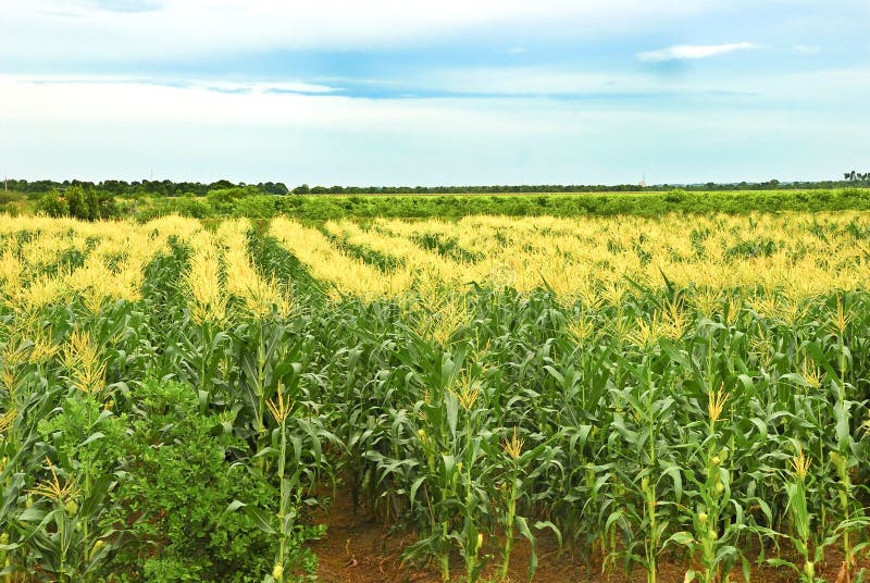 Tropical Corn Farm stock image. Image of farming, diet - 9589229