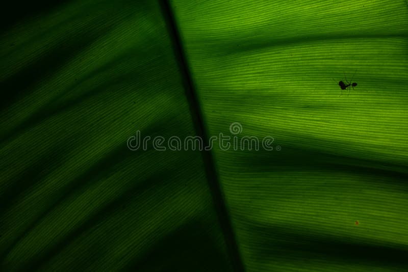 Tropical Dark Green Leaf Texture in Backlight. Nature Background. Stock ...