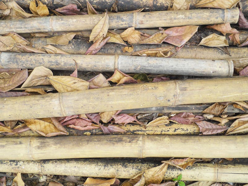Dam of Sticks and Debris Floating on the River, Environmental Pollution ...