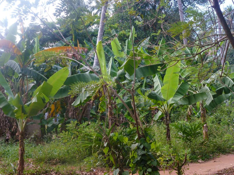 Tropical Dense Forest with Dense Lush Vegetation and Trees. Summer ...
