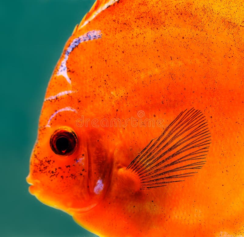 Tropical discus fish stock image. Image of round, aquarium - 5386761