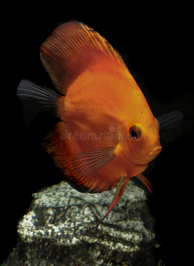 Tropical discus fish stock image. Image of round, aquarium - 5386761