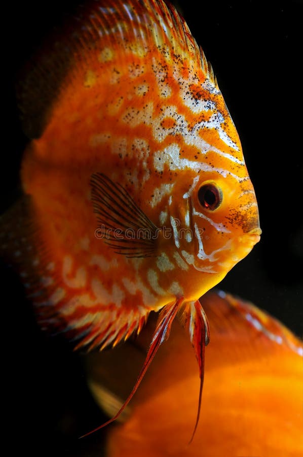 Tropical discus fish stock image. Image of round, aquarium - 5386761