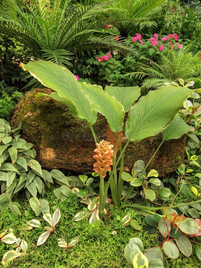 Tropical dome in Thailand stock photo. Image of foliage - 84492144