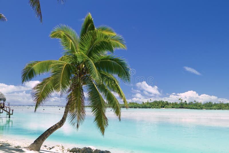 Tropical Dream Beach Paradise Stock Image - Image of beach, blue: 6328873