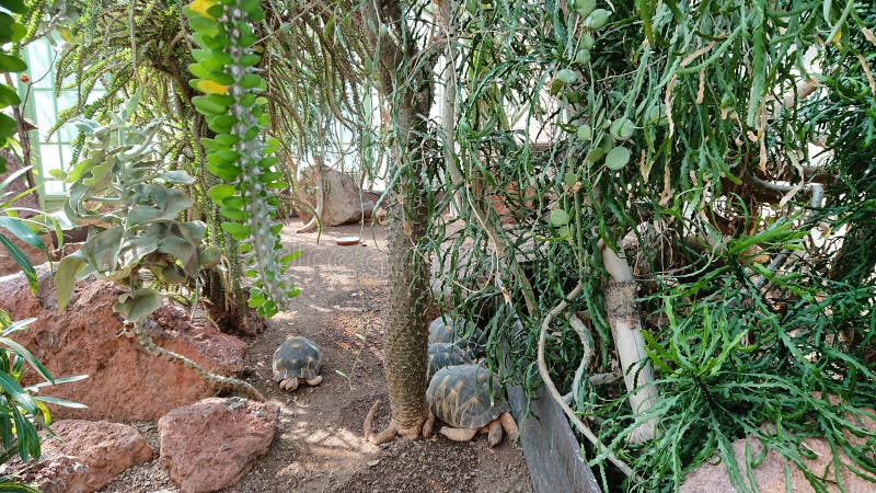 Tropical Environment with Resting Tortoises Stock Image - Image of ...