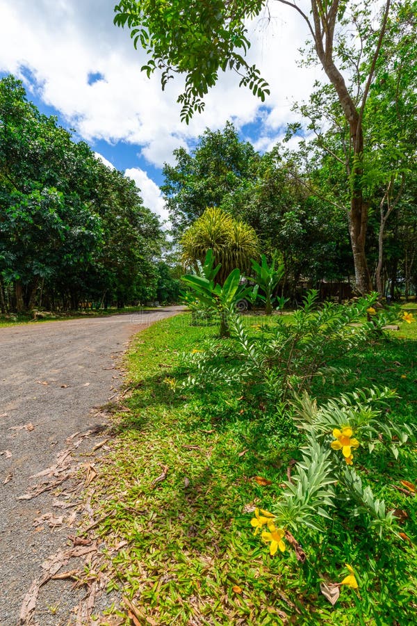 Tropical Environment in Suriname South America Stock Photo - Image of ...