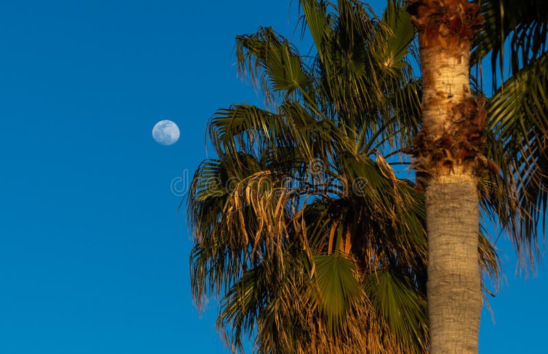 Tropical Evening. Moon and Palm Tree Stock Image - Image of summer ...