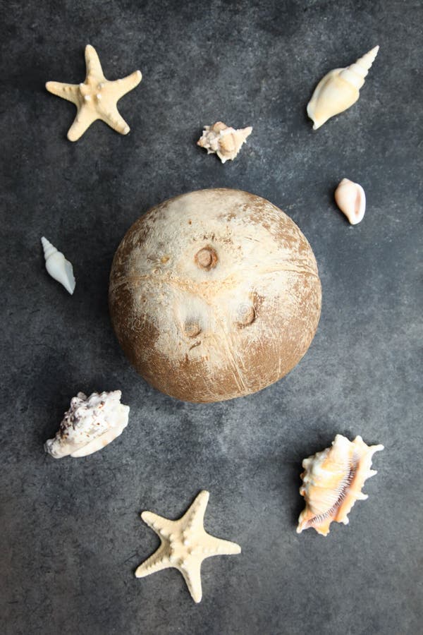 Exotic Coconut and Seashells Stock Photo - Image of seashells, object ...