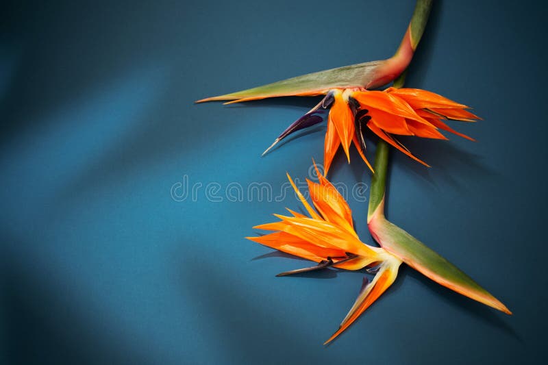 Tropical Exotic Flowers and Leaves on Blue Background Stock Photo ...